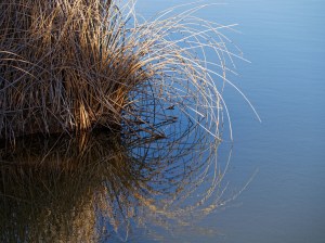 Experiencing Viktor Frankl: To The Hardin-Simmons Family – A Thin Silence